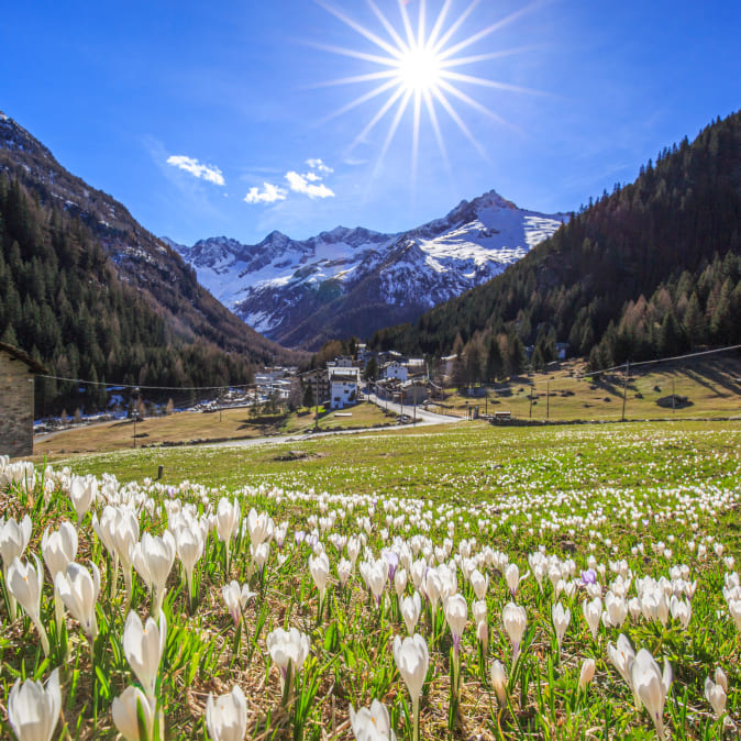 Home - Valtellina